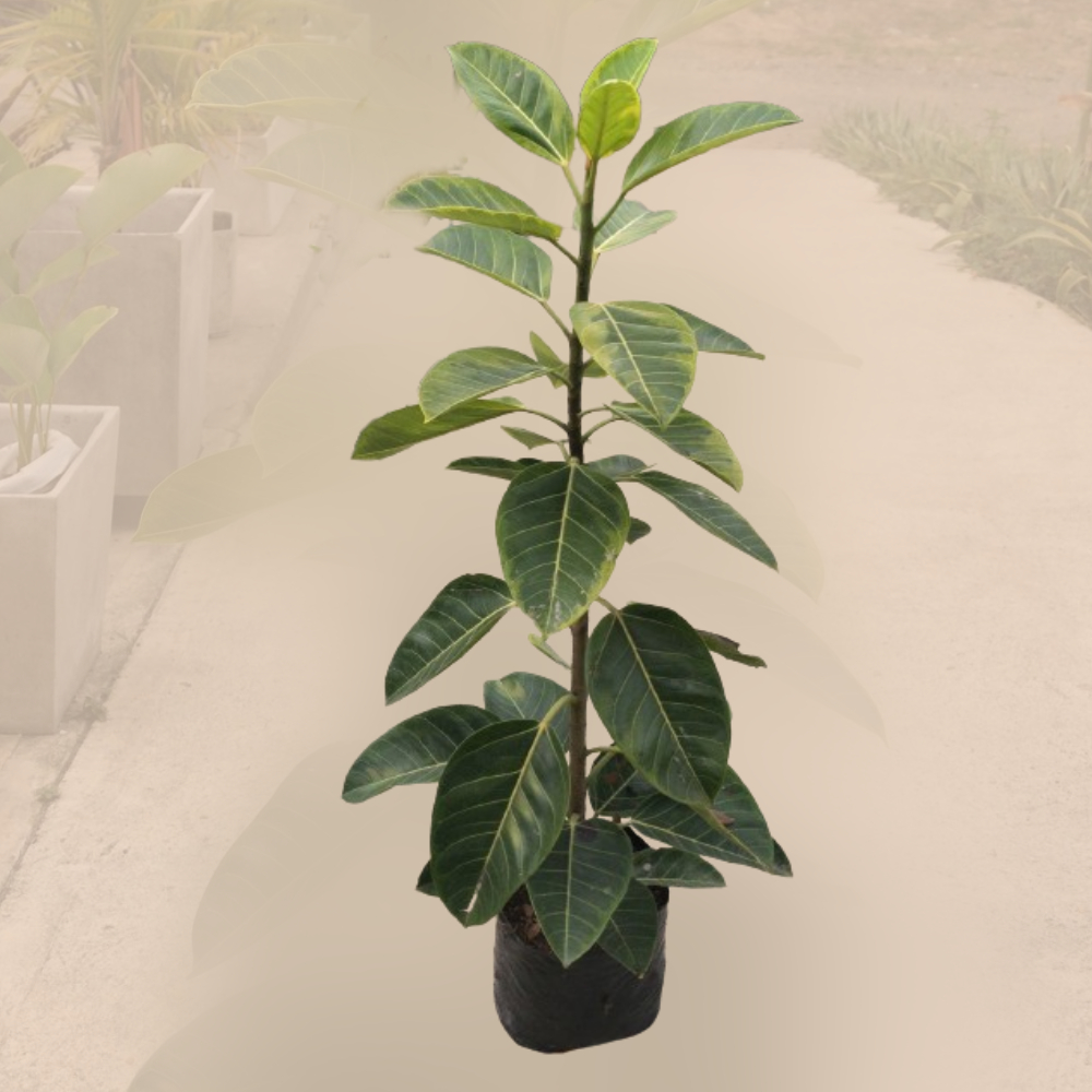 Caucho verde variegado - Arbóreo